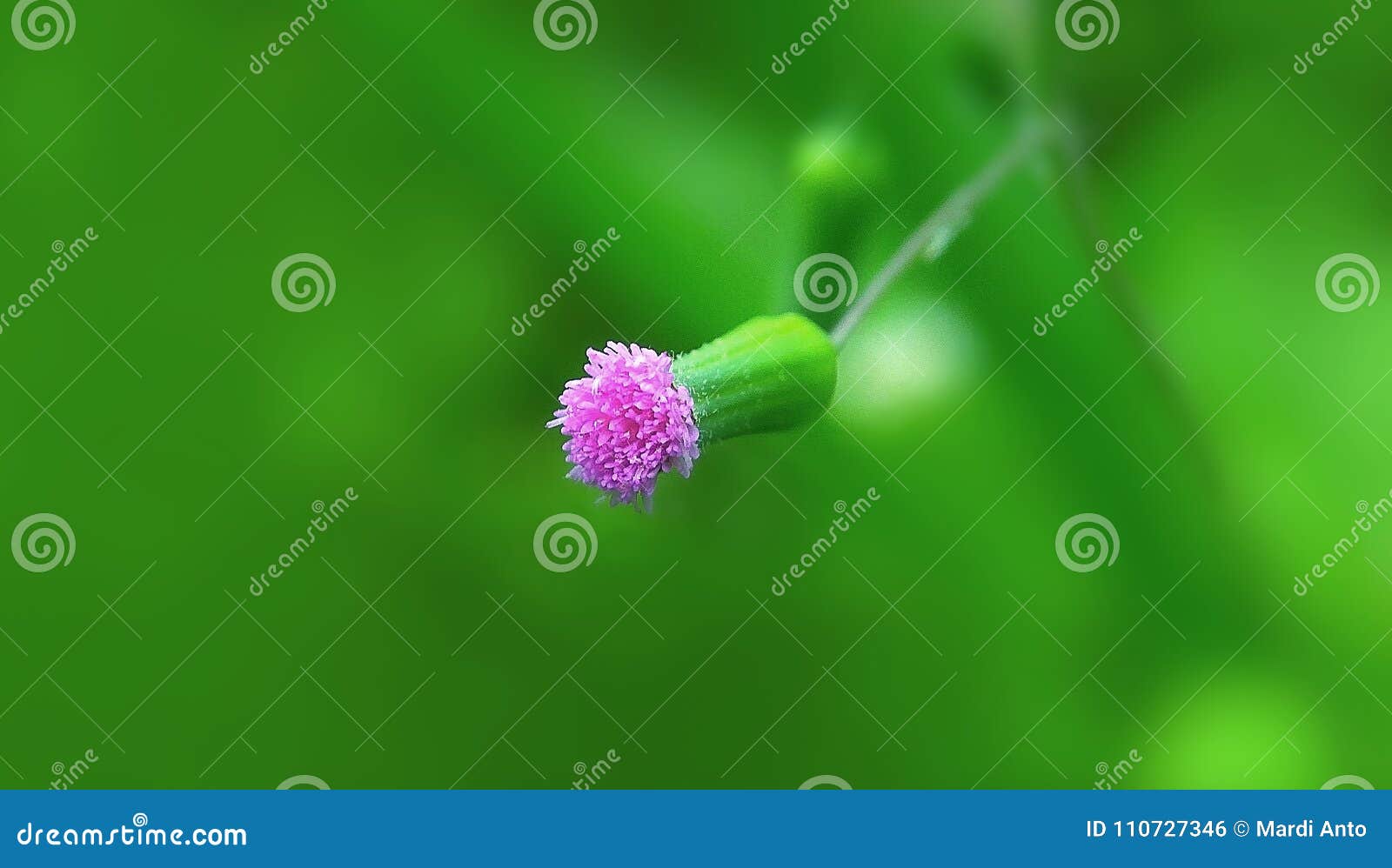 Tinya Stock Photos - Free & Royalty-Free Stock Photos from Dreamstime
