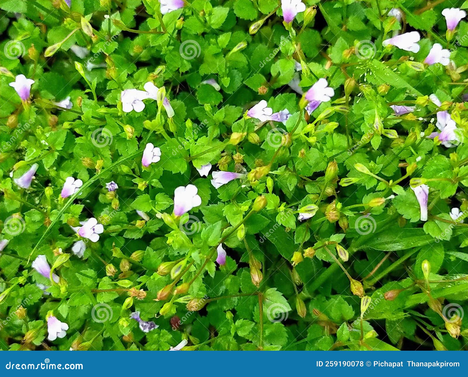 Tiny Purple Flowers Blossoming with Green Leaves Background Stock Photo ...