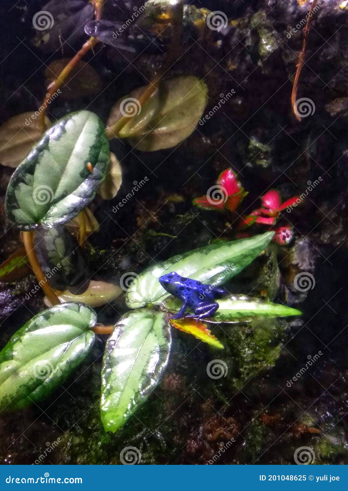 Tiny rare frog stock image. Image of animal, vegetable - 201048625