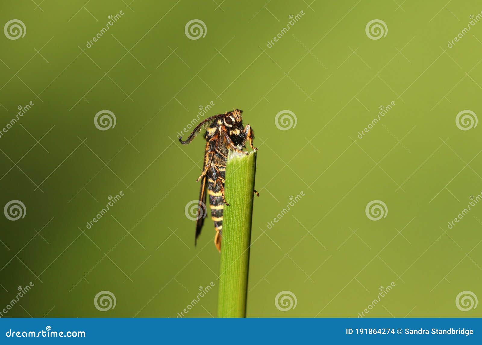 A Tiny Rare Raspberry Clearwing Moth, Pennisetia Hylaeiformis, Perching ...