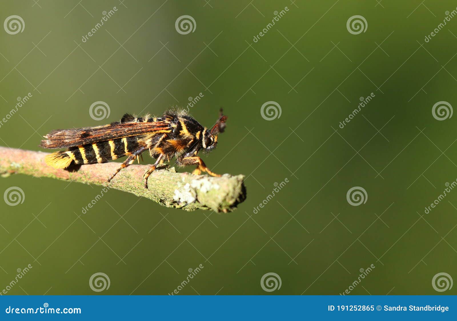 A Tiny Rare Raspberry Clearwing Moth, Pennisetia Hylaeiformis, Perching ...