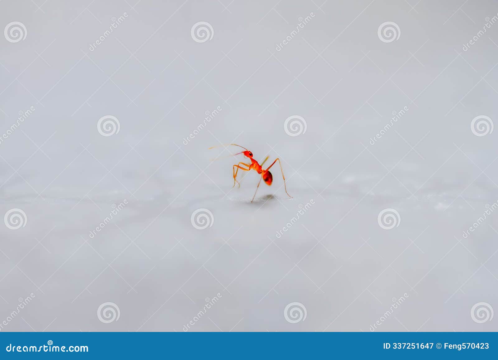 Tiny Red Ant on a White Surface. Stock Image - Image of wildlife ...