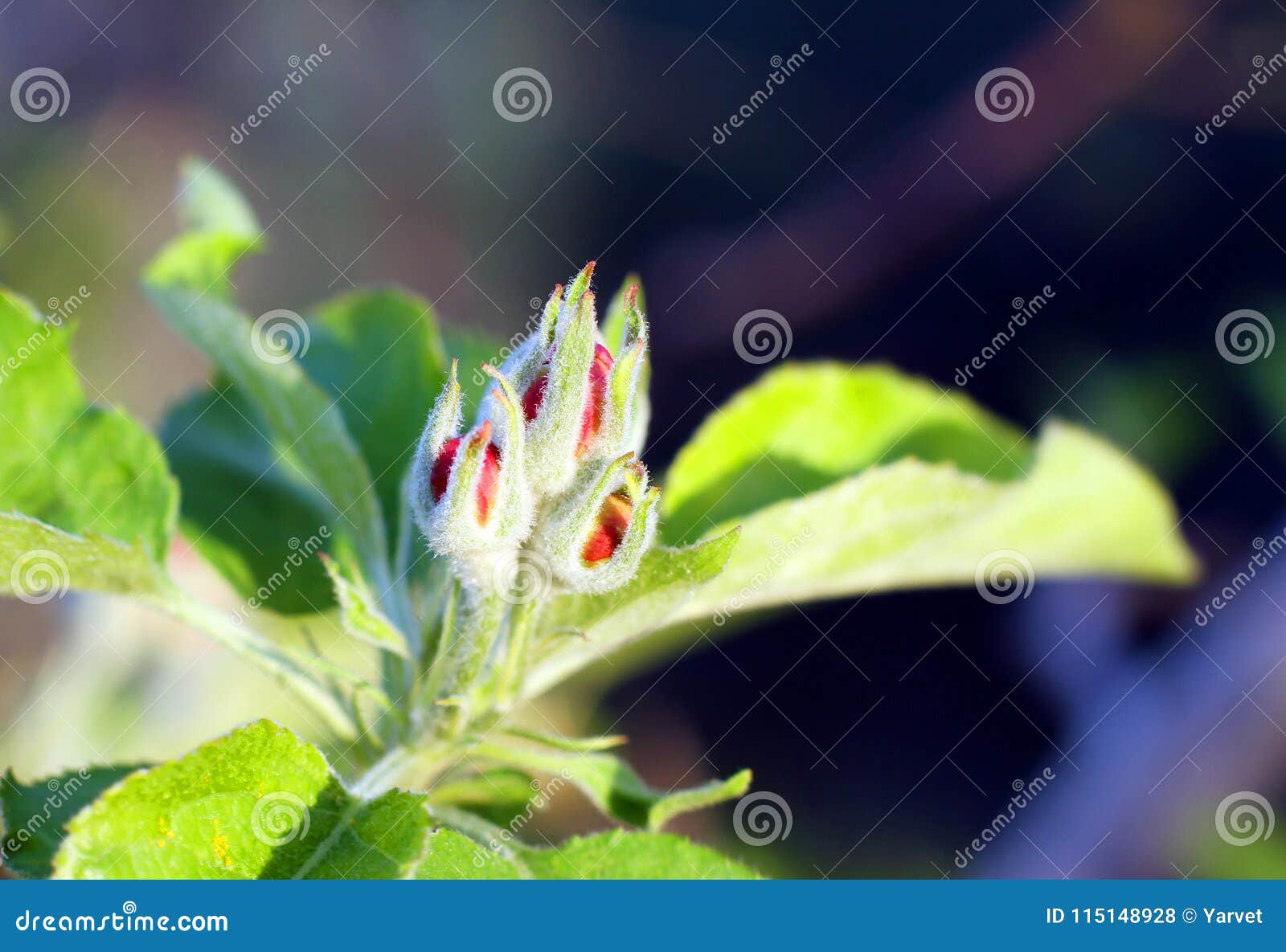 Tiny Red Apple Tree Bud in Spring Close Up Stock Photo - Image of tree ...