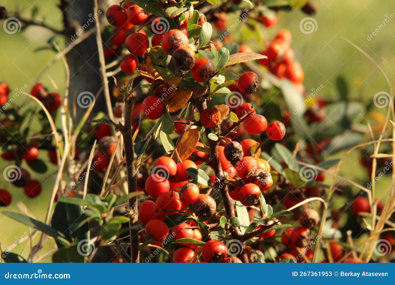 Tiny Red Berries Ripe on Branches Stock Image - Image of fruits, nature ...