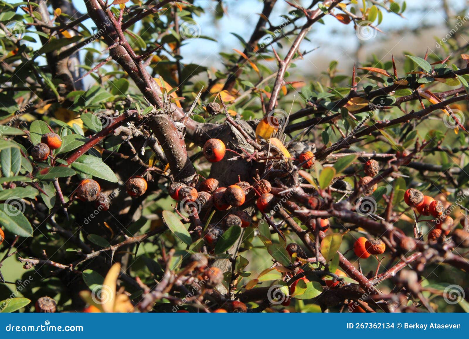 Tiny Red Berries Ripe on Branches Stock Photo - Image of field, october ...