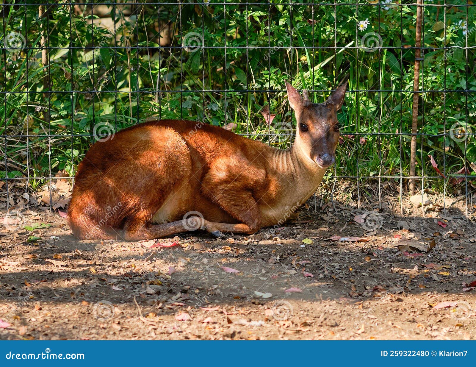 Tiny Red Brocket Deer is Resting by the Fence at the Zoo Stock Photo ...