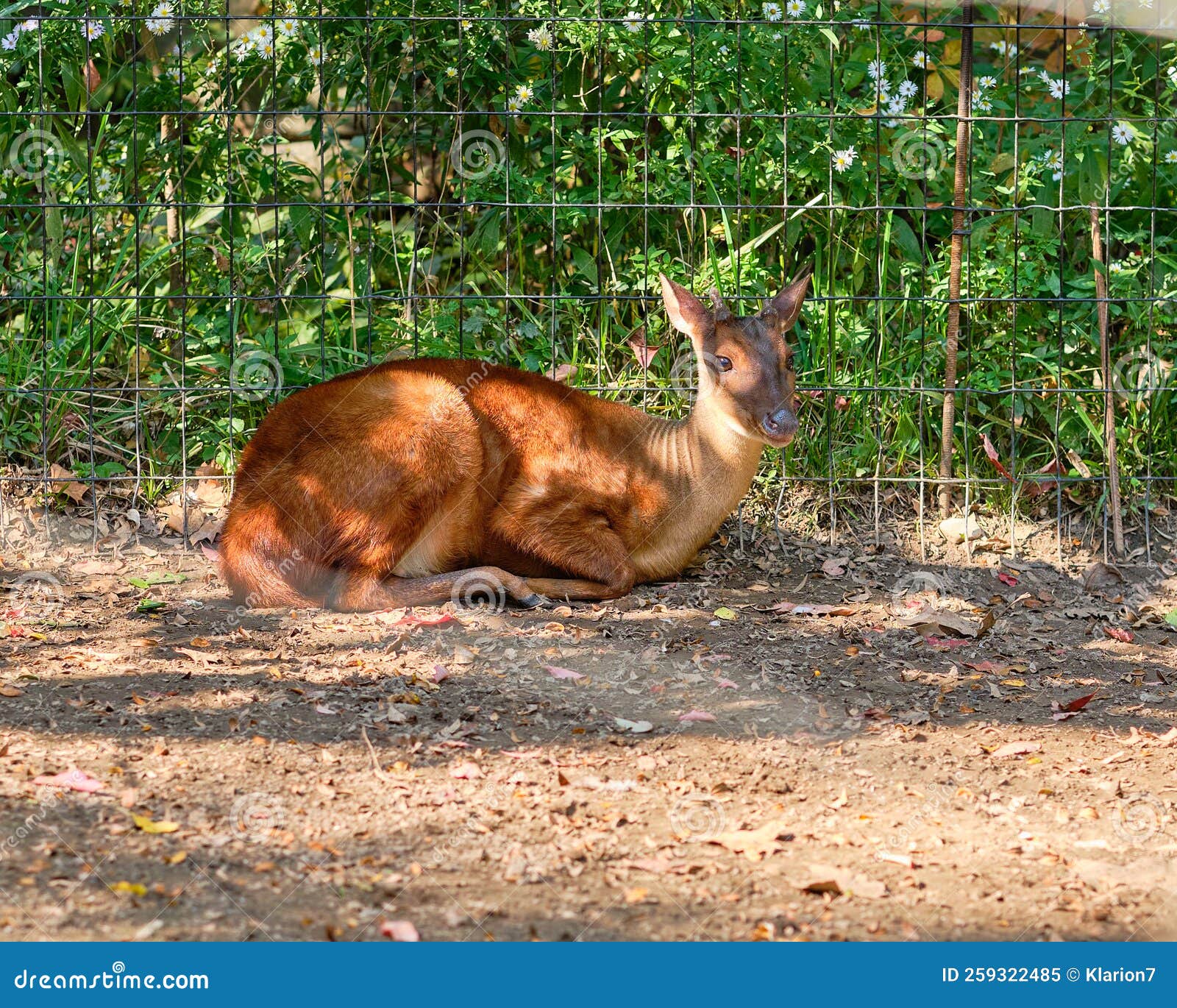 Tiny Red Brocket Deer is Resting by the Fence at the Zoo Stock Image ...
