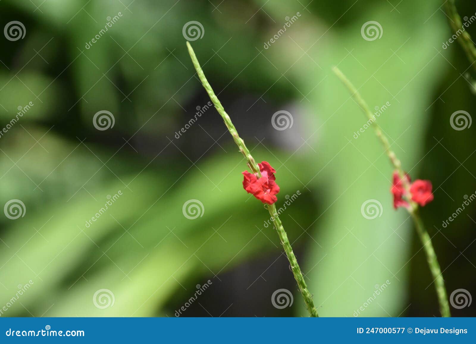 Tiny Red Budding Flower Blooming on a Stem Stock Image - Image of ...