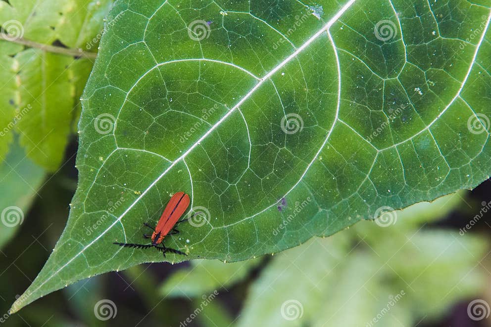 Tiny red bug on green leaf stock image. Image of beetle - 122394693