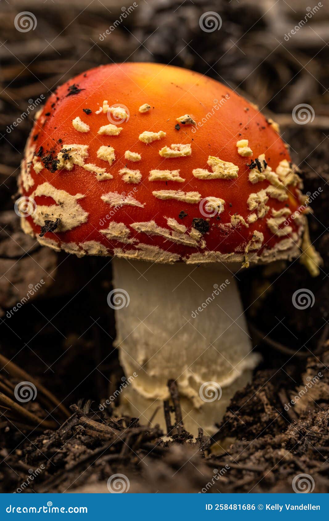 Tiny Red Capped Mushroom Pushing through the Forest Floor Stock Photo ...