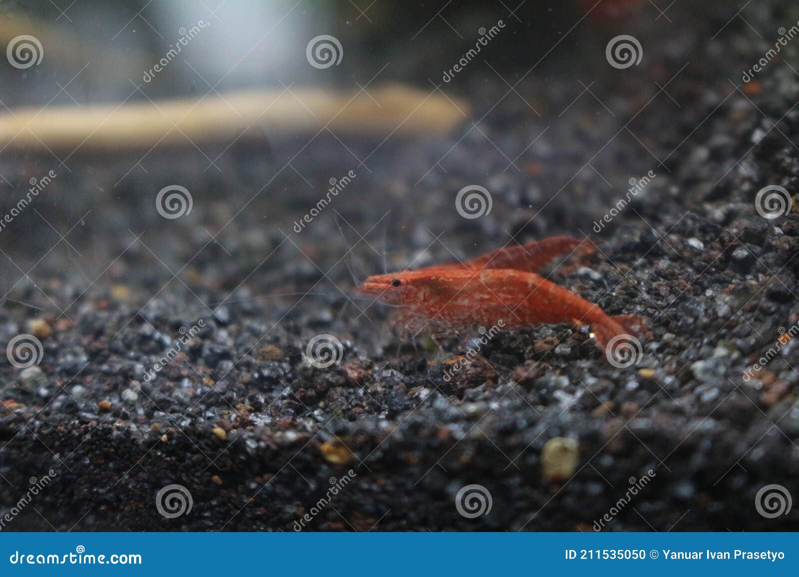 Tiny Red Cherry Shrimp in Aquarium Stock Photo - Image of tinu ...
