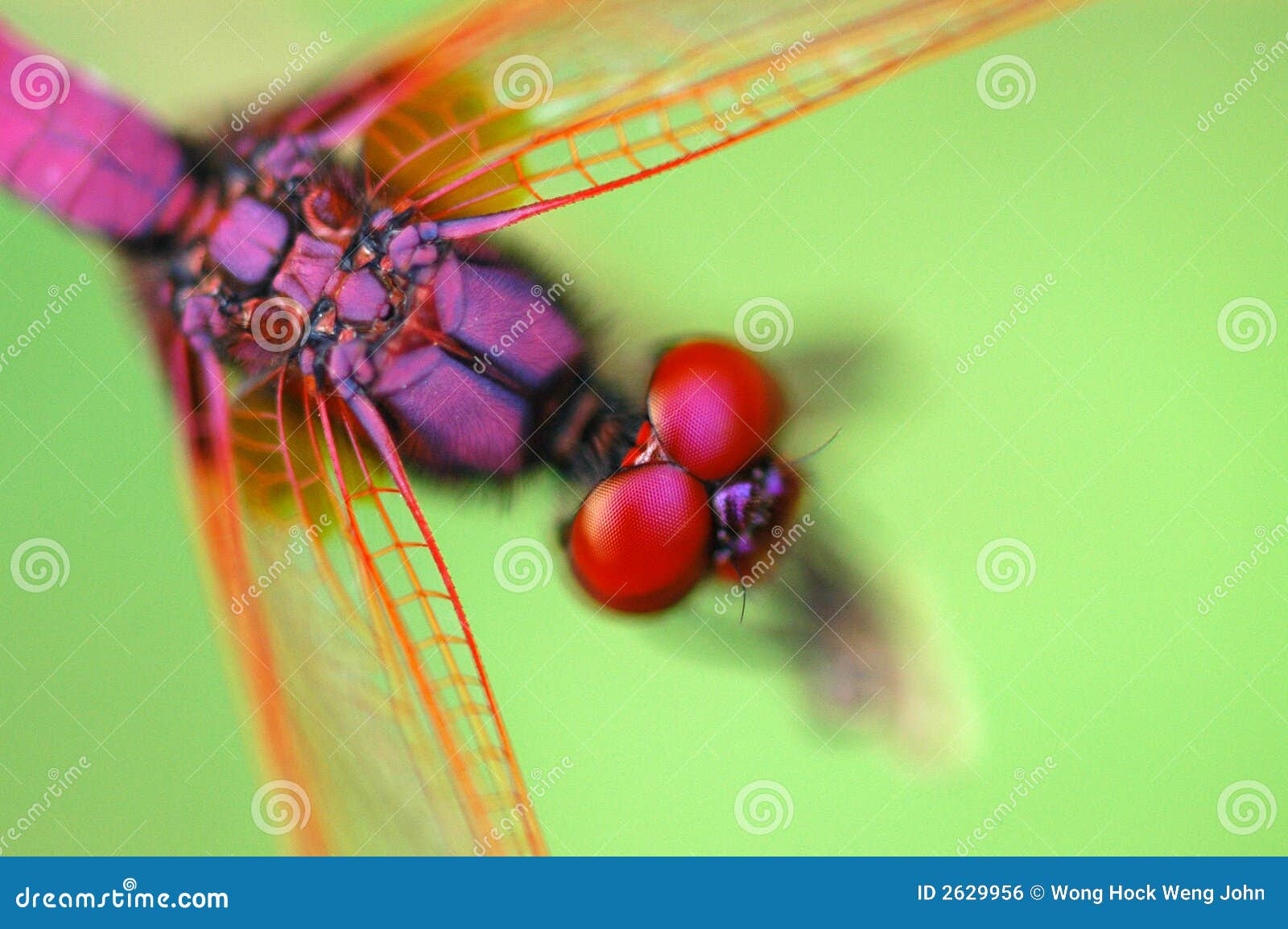 Tiny red dragonfly stock photo. Image of wilderness, creature - 2629956