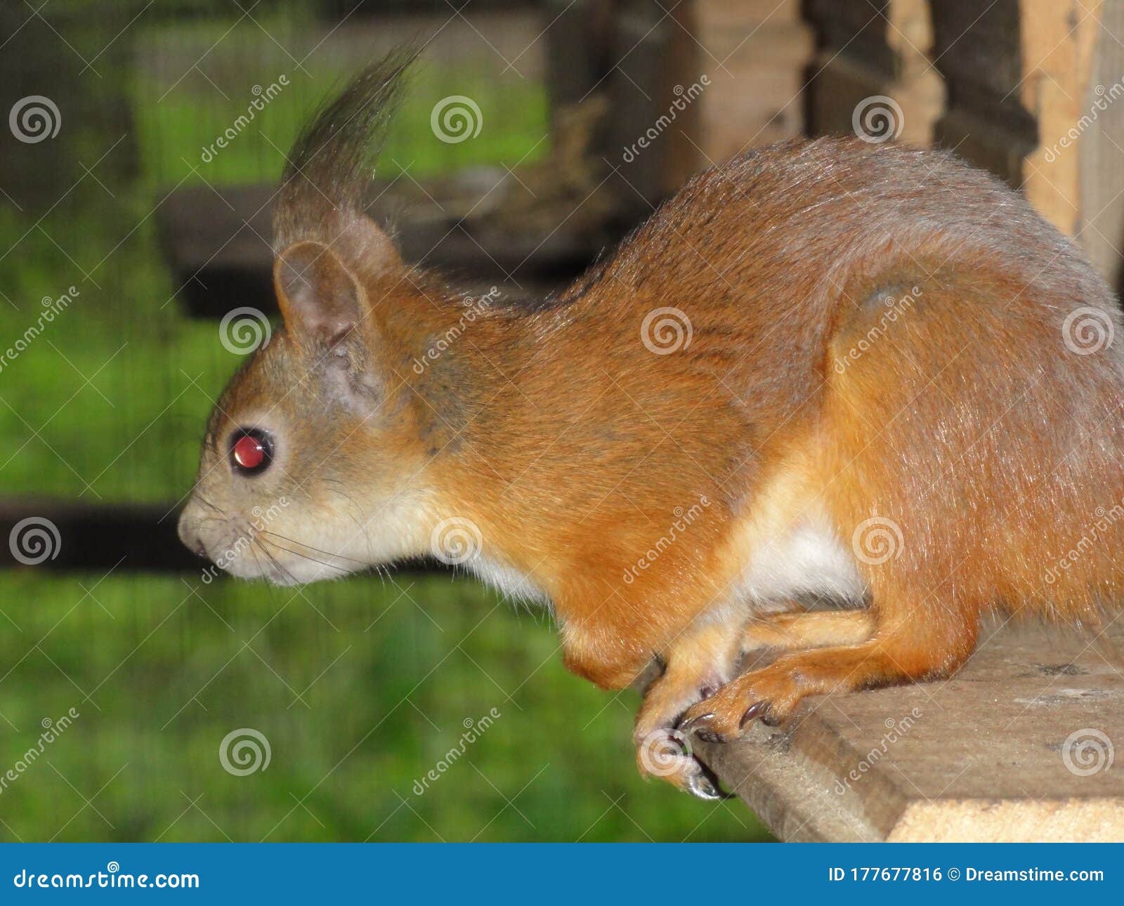 Vampire squirrel stock photo. Image of eyed, deep, tiny - 177677816