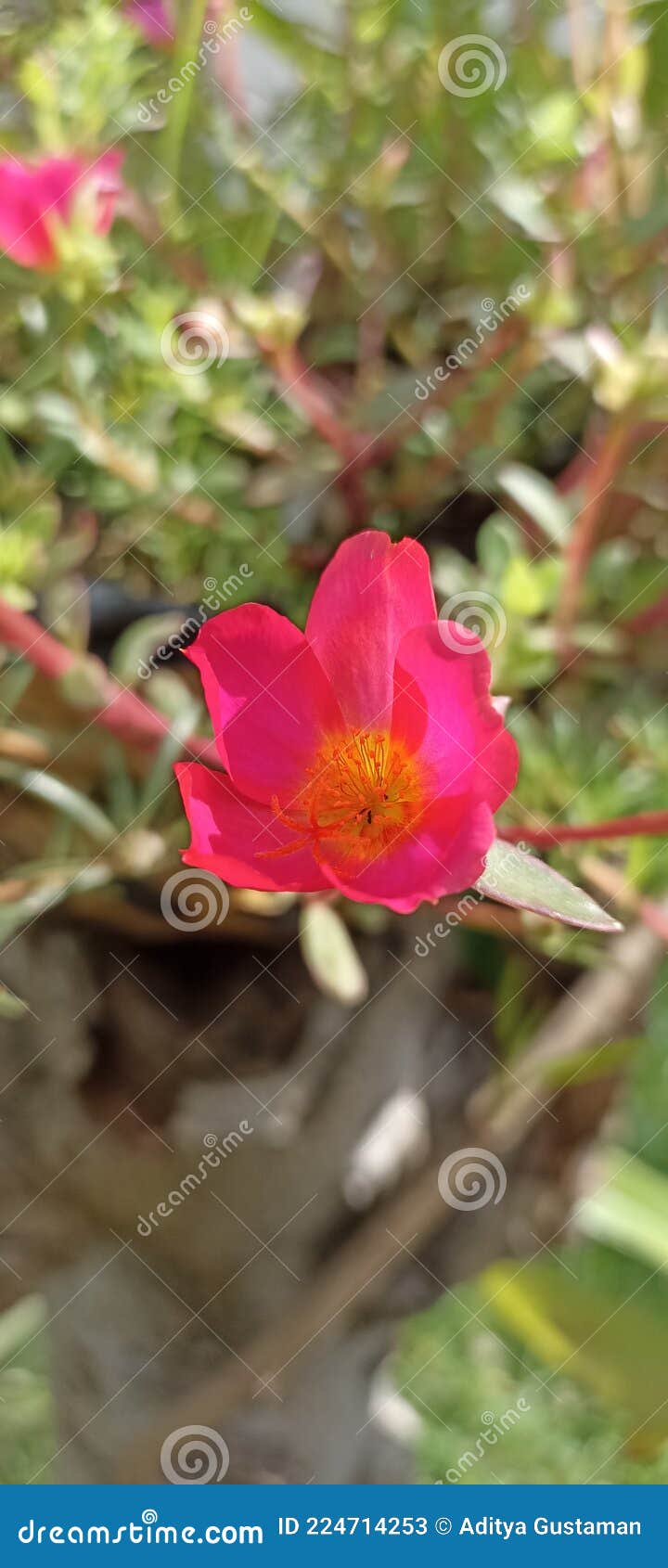 Tiny Red Fanta Mossrose Flower in the Garden Stock Image - Image of ...