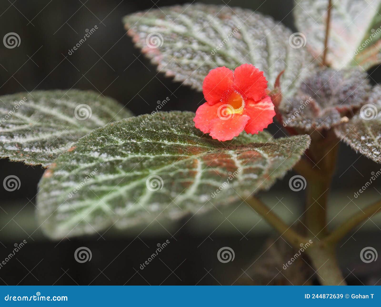 Tiny Red Flower Sapling in Farm Stock Image - Image of leaf, geranium ...