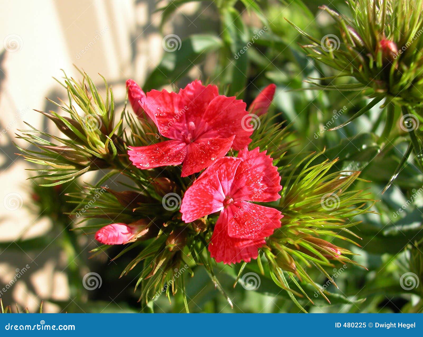 Tiny Red Flowers Picture. Image: 480225