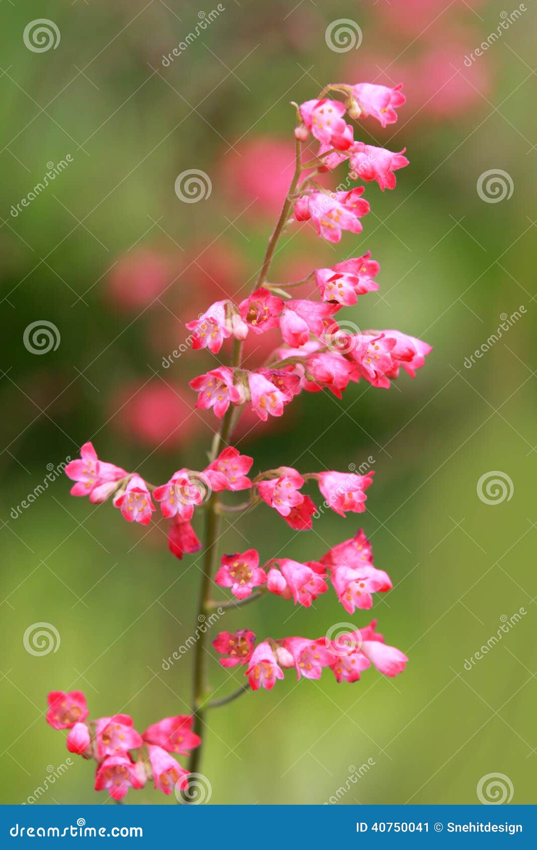 Tiny red flowers stock image. Image of natural, isolated - 40750041