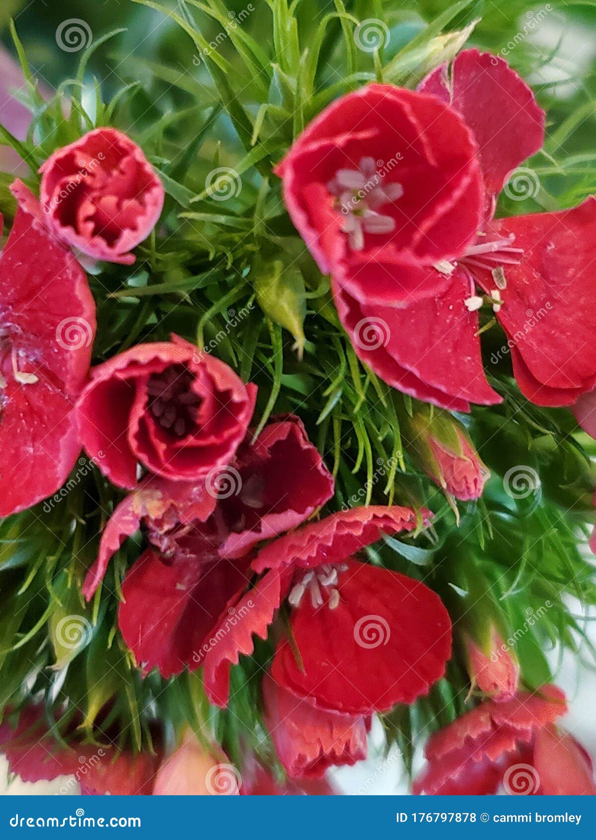 Tiny red flowers stock photo. Image of plants, flowers - 176797878