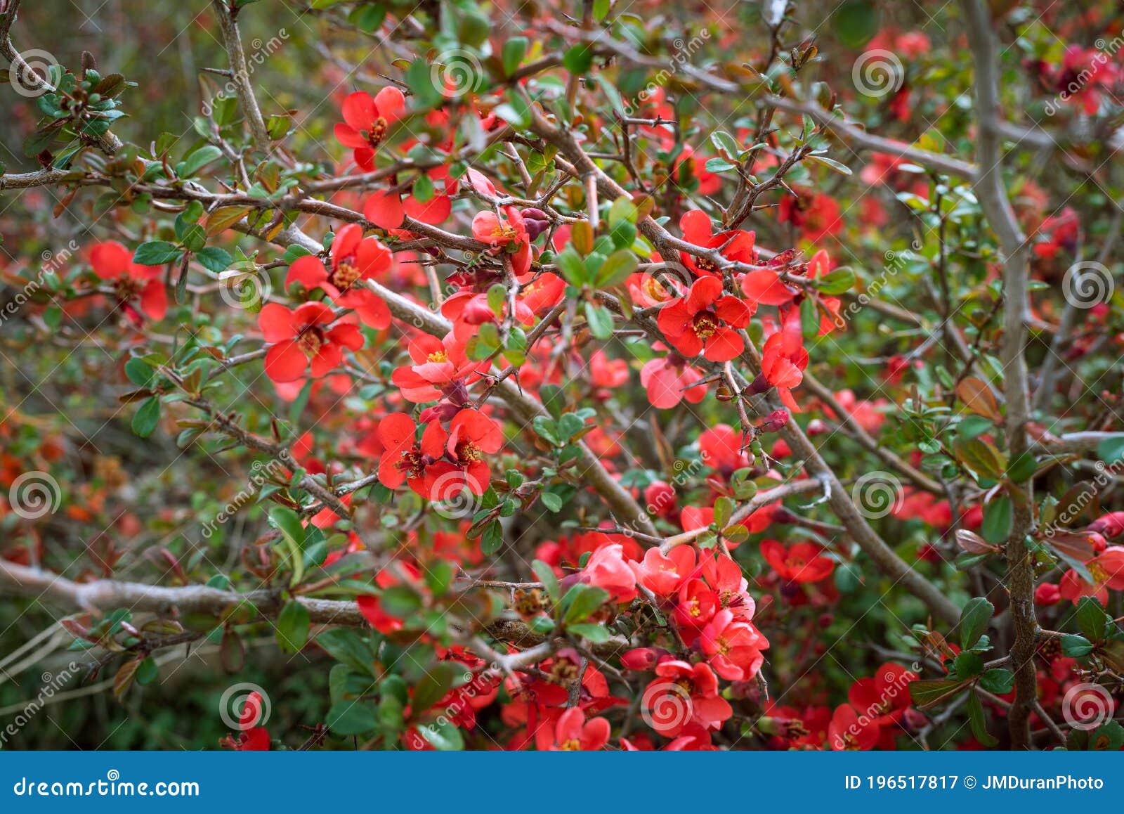 Tiny Red Flowers in a Wild Small Bush with Green Leaves Stock Image ...