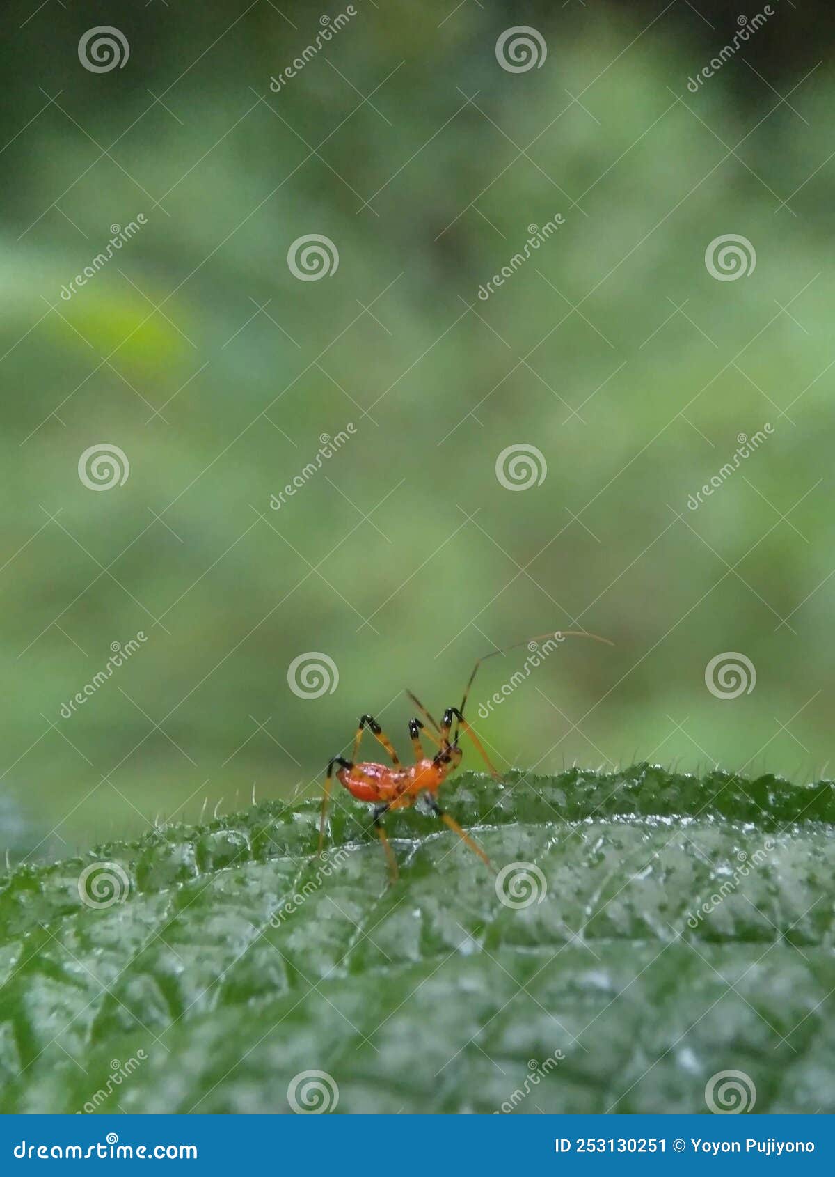 Tiny Red Insect with Black Spots Crawling on Green Grass Leaf Stock ...