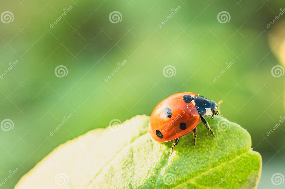 A Tiny Red Ladybug Perched on a Leaf in the Summer Sun Stock Photo ...