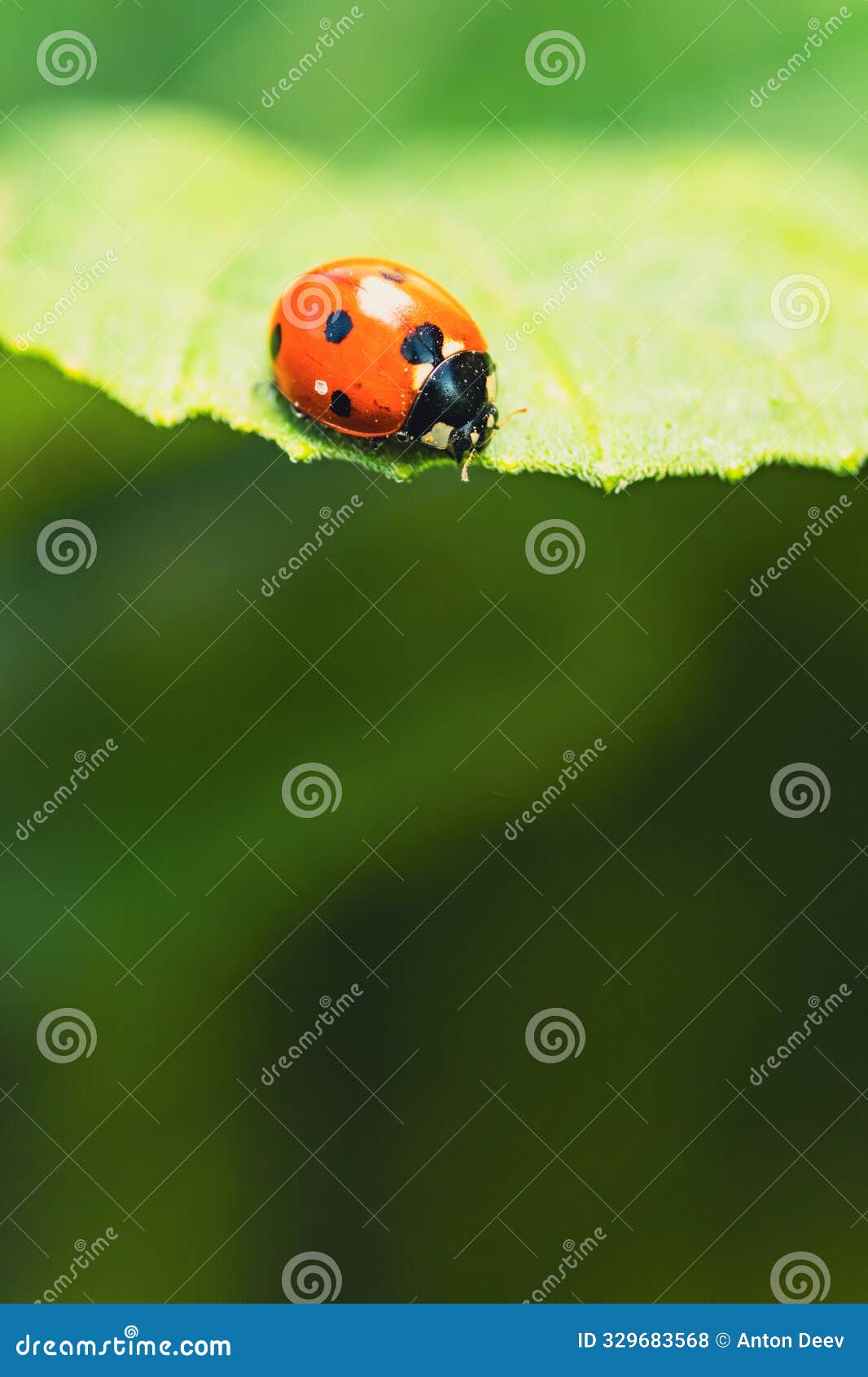 A Tiny Red Ladybug Perched on a Leaf in the Summer Sun Stock Photo ...
