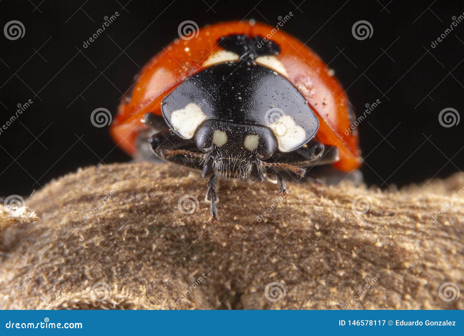 Tiny Red Ladybug with 4 Spots on Brown Leaf Stock Image - Image of ...