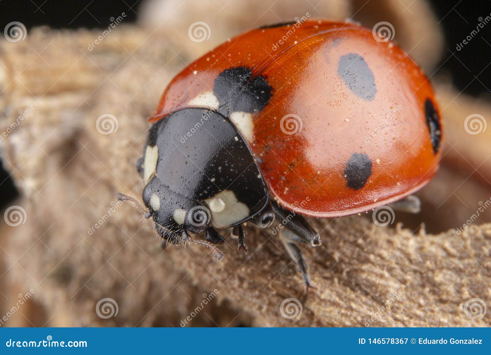 Tiny Red Ladybug with 4 Spots on Brown Leaf Stock Image - Image of ...