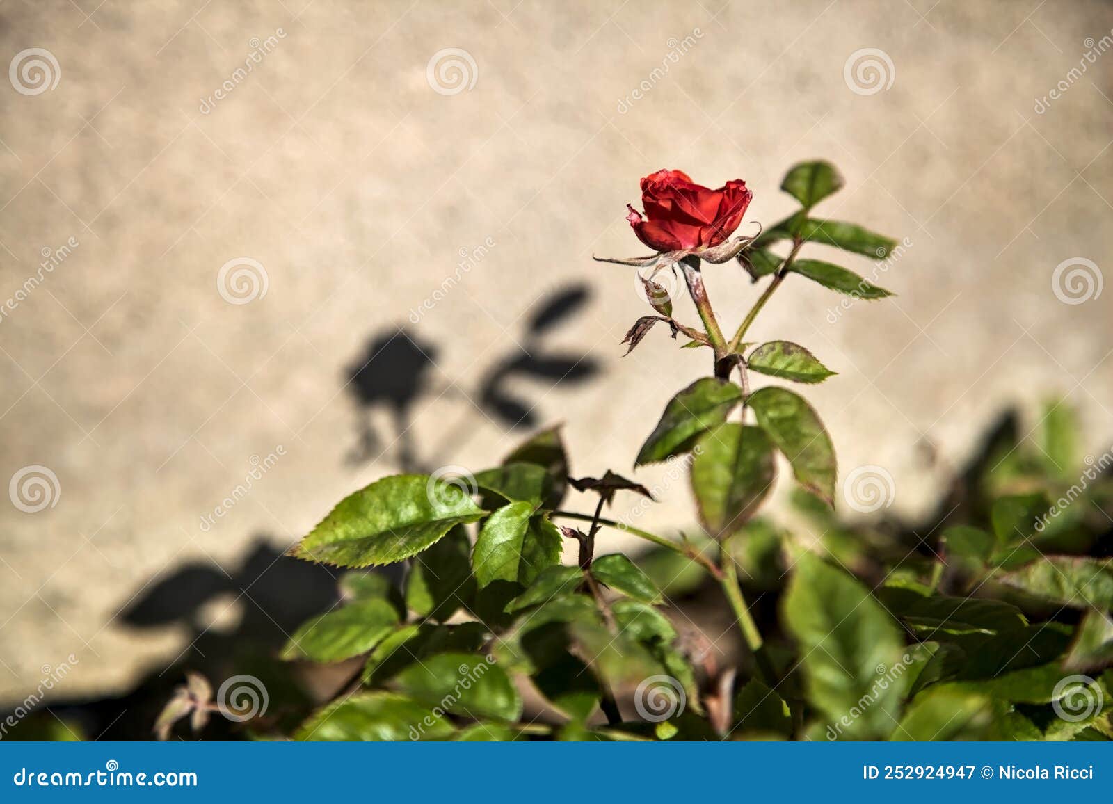 Tiny Red Miniature Rose in Bloom Seen Up Close Stock Image - Image of ...