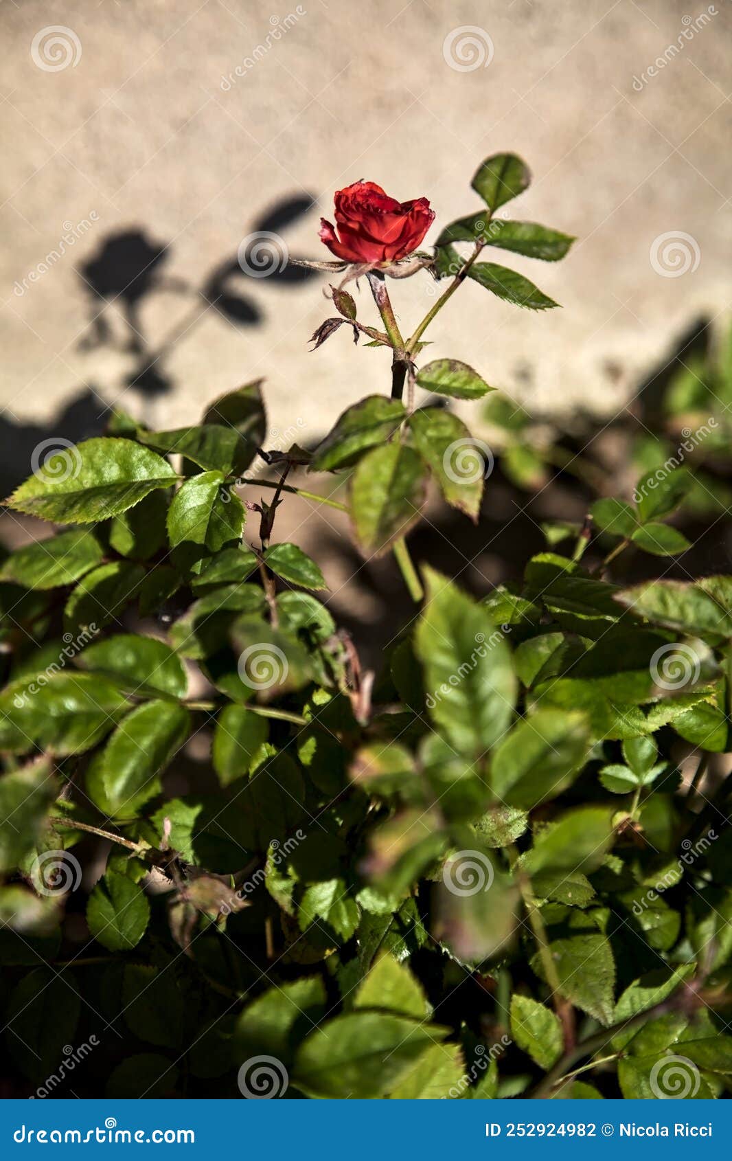 Tiny Red Miniature Rose in Bloom Seen Up Close Stock Photo - Image of ...