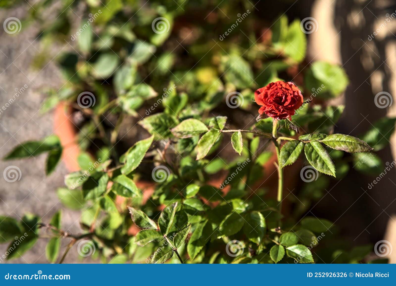 Tiny Red Miniature Rose in Bloom Seen Up Close Stock Photo - Image of ...