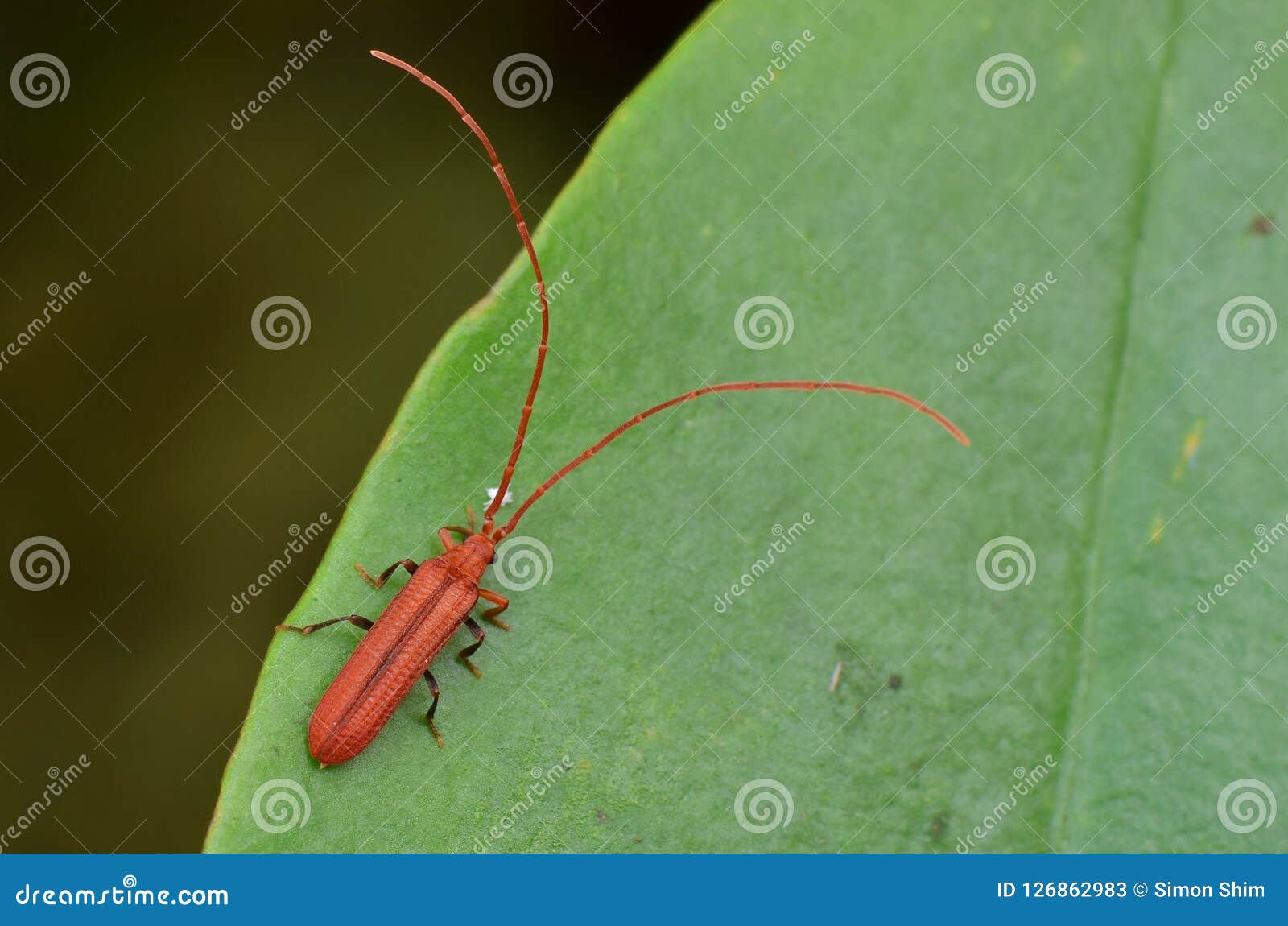 Tiny red Net-Winged Beetle stock image. Image of invertebrate - 126862983