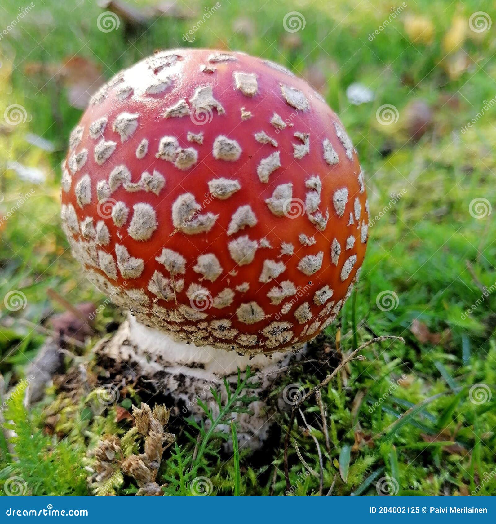 Tiny Red and Pretty Mushroom Stock Image - Image of fungus, tiny: 204002125