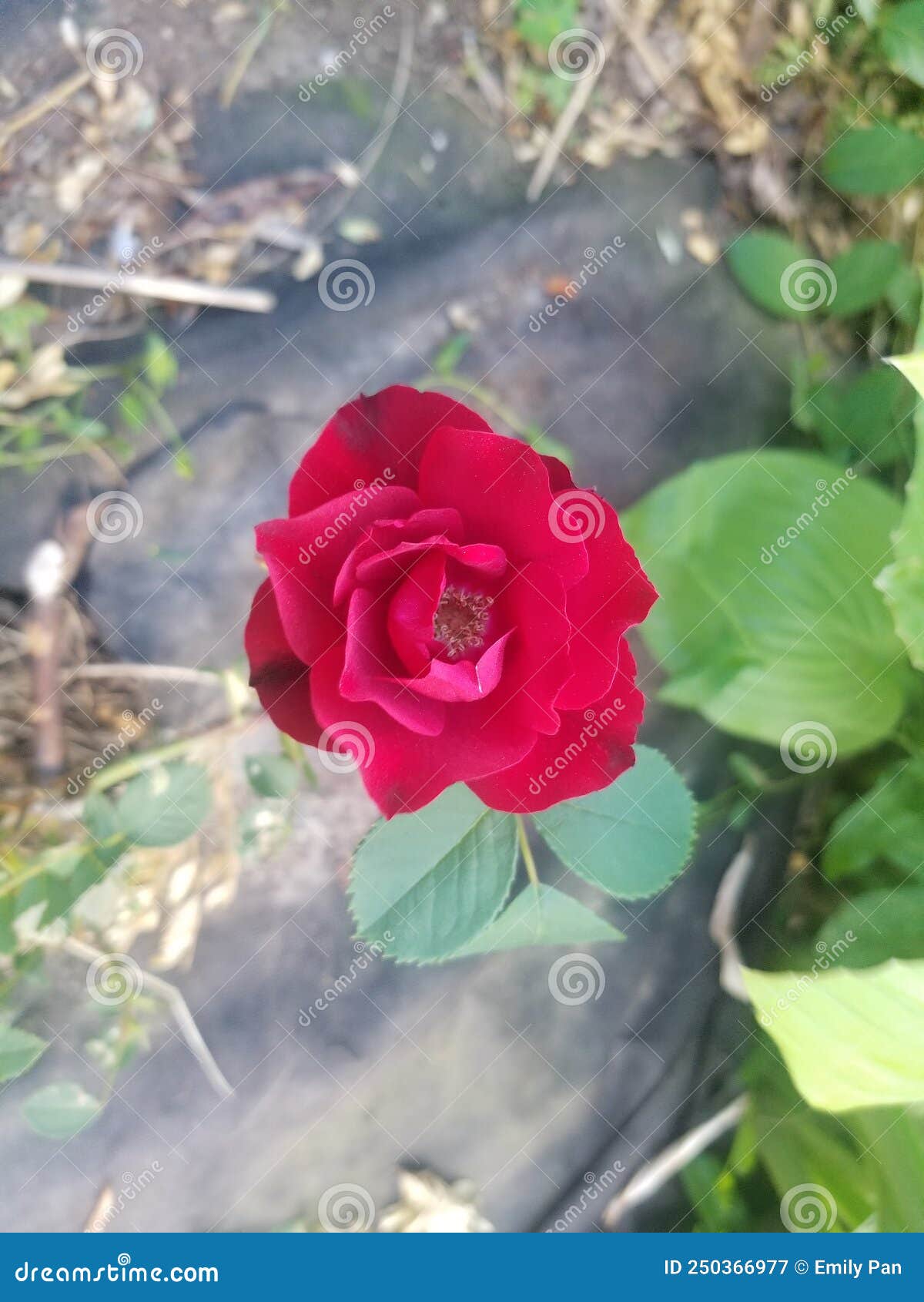 Tiny Red Rose Flower stock image. Image of petal, green - 250366977