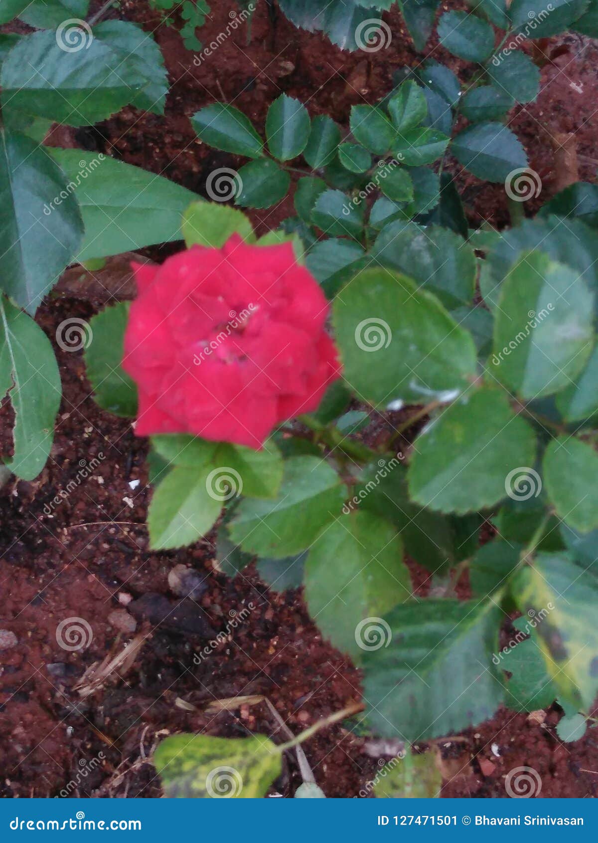 Tiny Red Rose stock image. Image of leaves, green, rose - 127471501