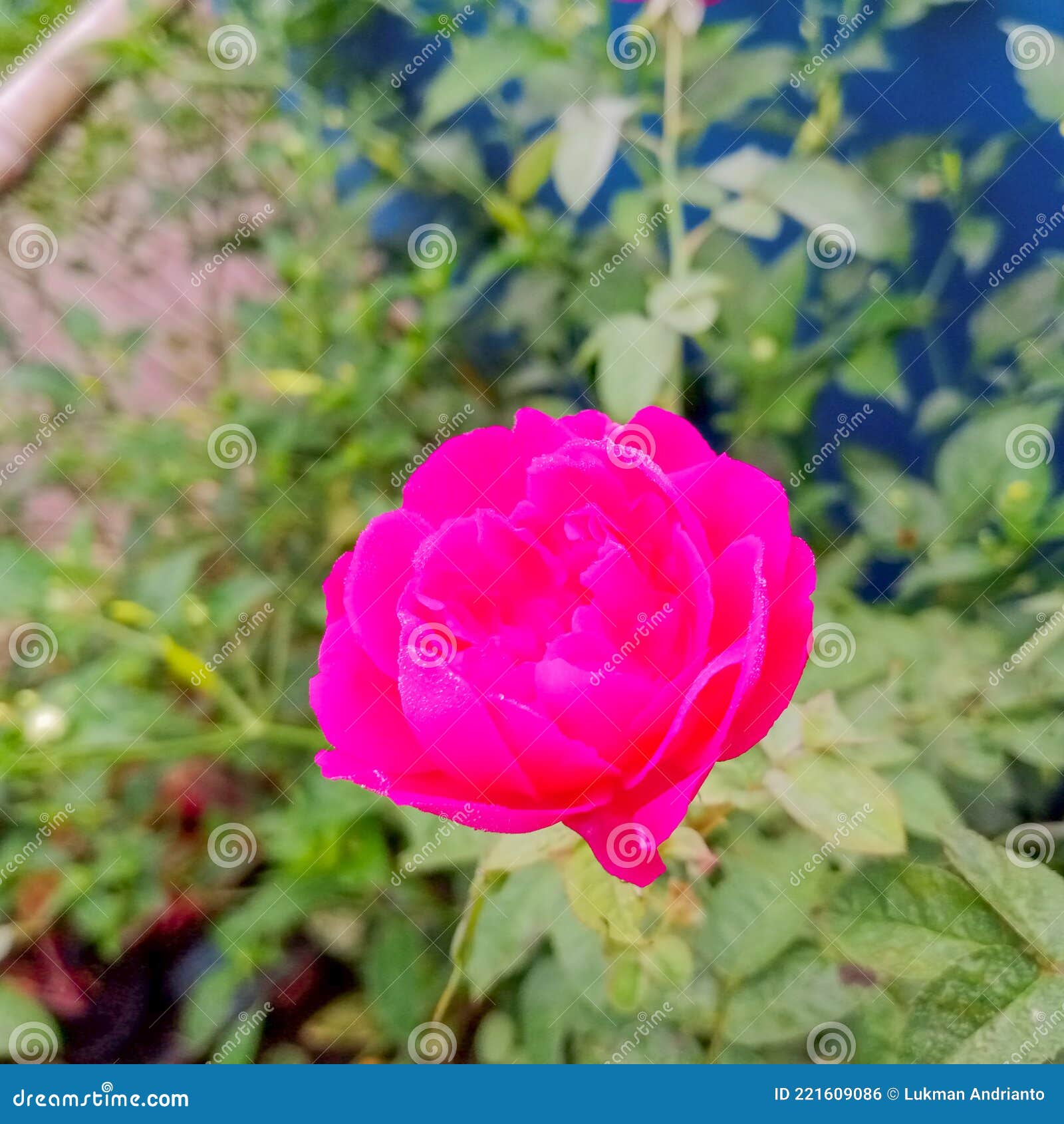 Tiny Red Rose stock photo. Image of yard, garden, rose - 221609086