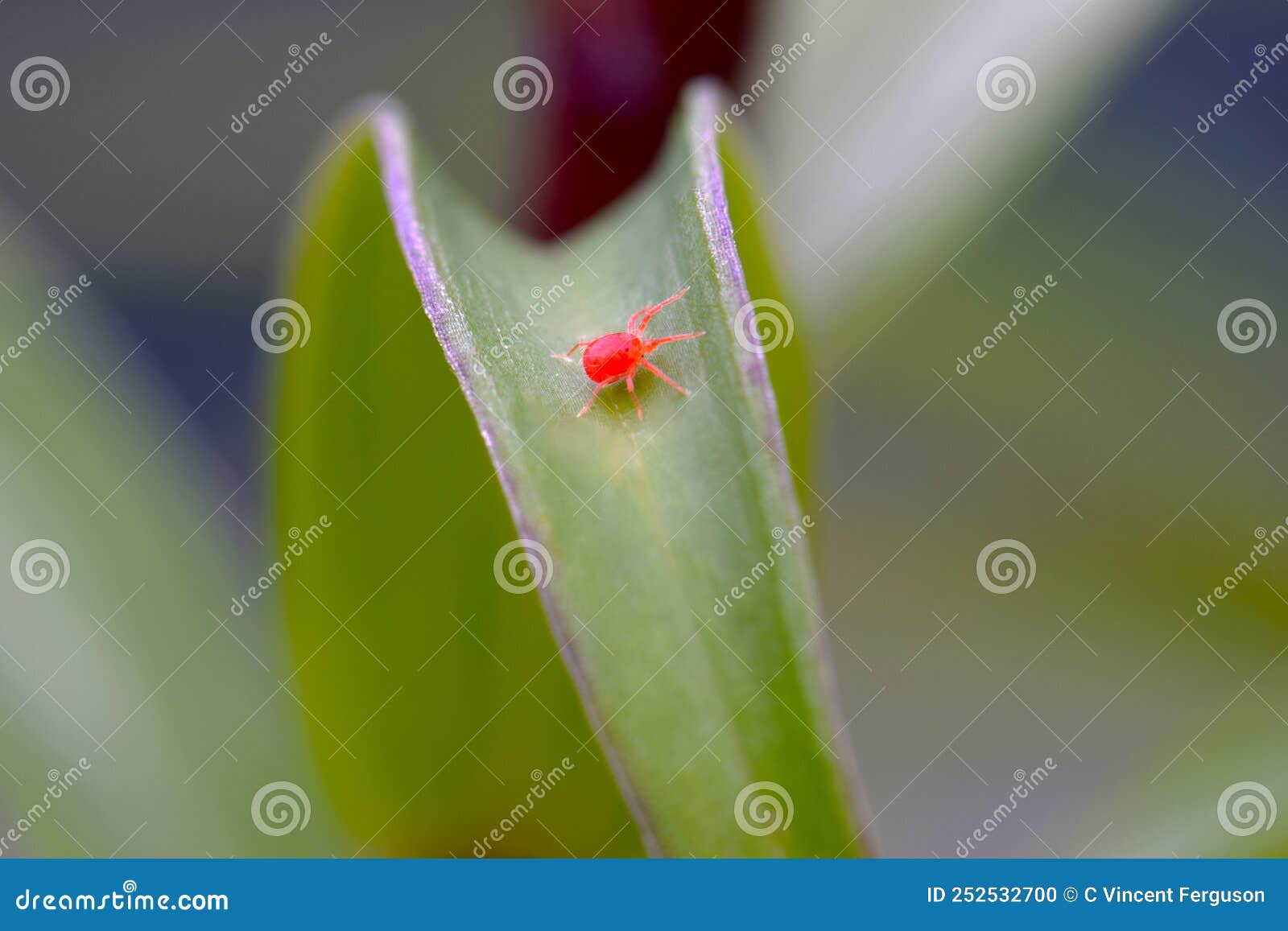 Spider Mite On A Raspberry Rose. Top View Of Green Leaves Background ...