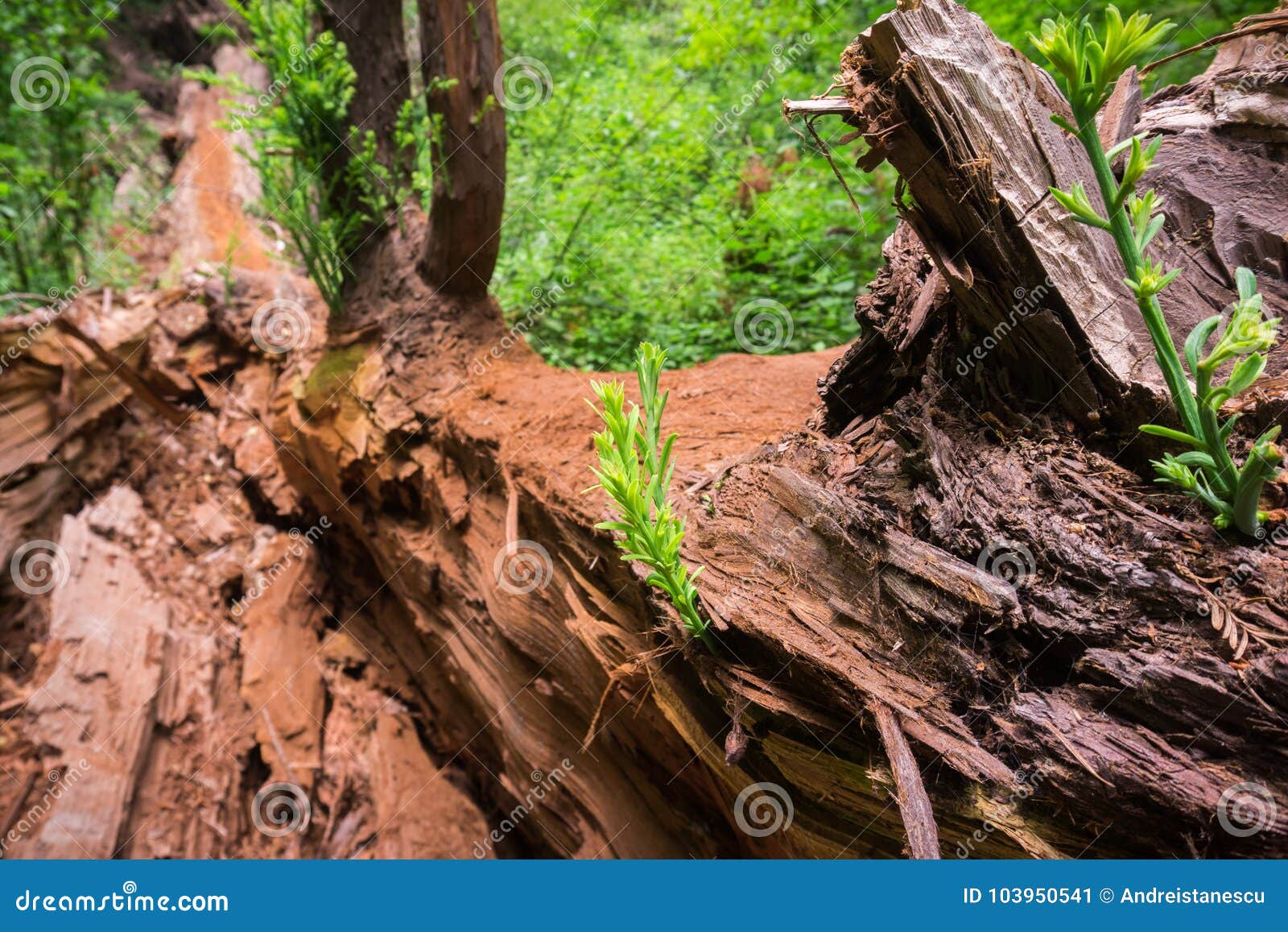 Tiny Redwood Trees Sprouts Sequoia Sempervirens on the Log of a ...