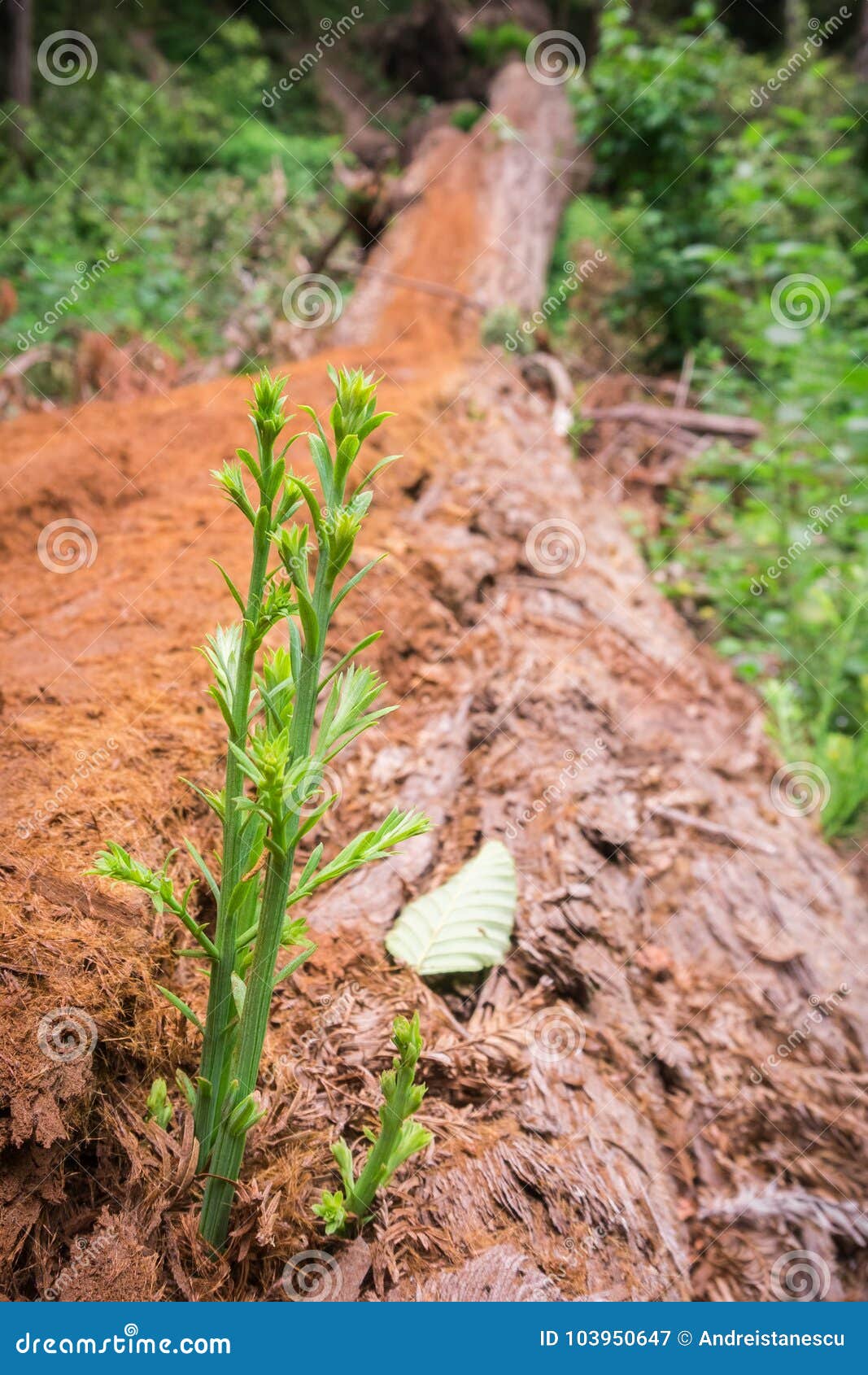 Tiny Redwood Trees Sprouts Sequoia Sempervirens on the Log of a ...