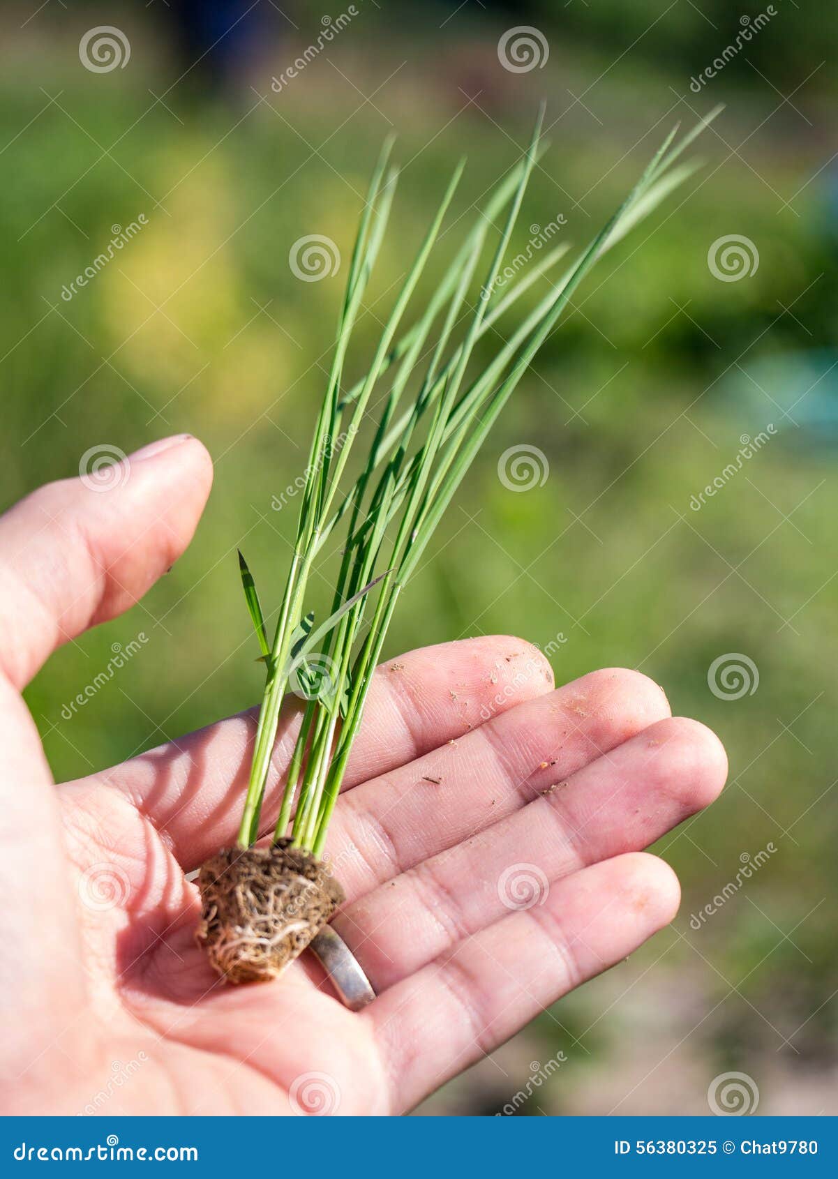 Tiny rice saplings on hand stock image. Image of tiny - 56380325