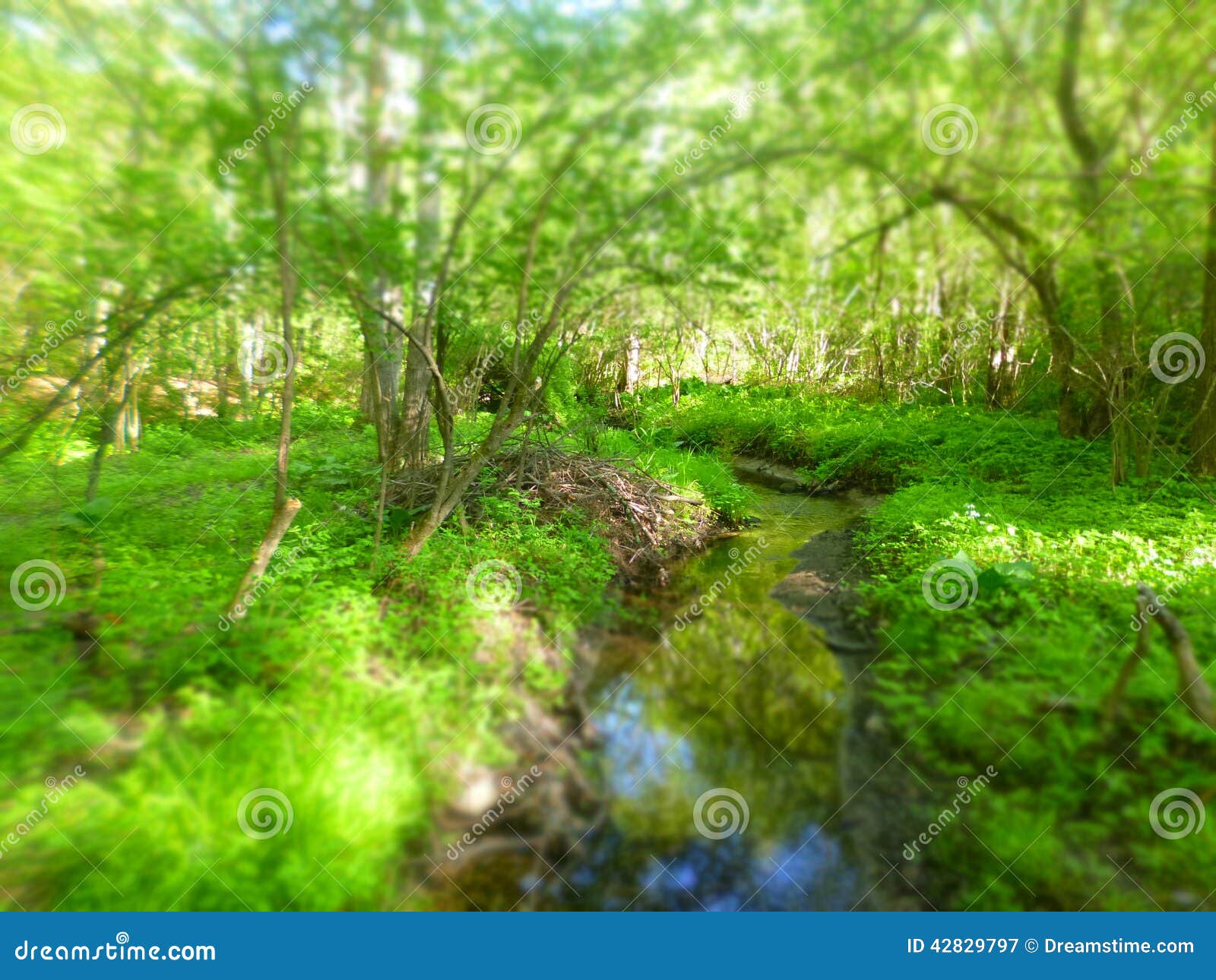 Tiny River stock image. Image of nature, spring, woods - 42829797