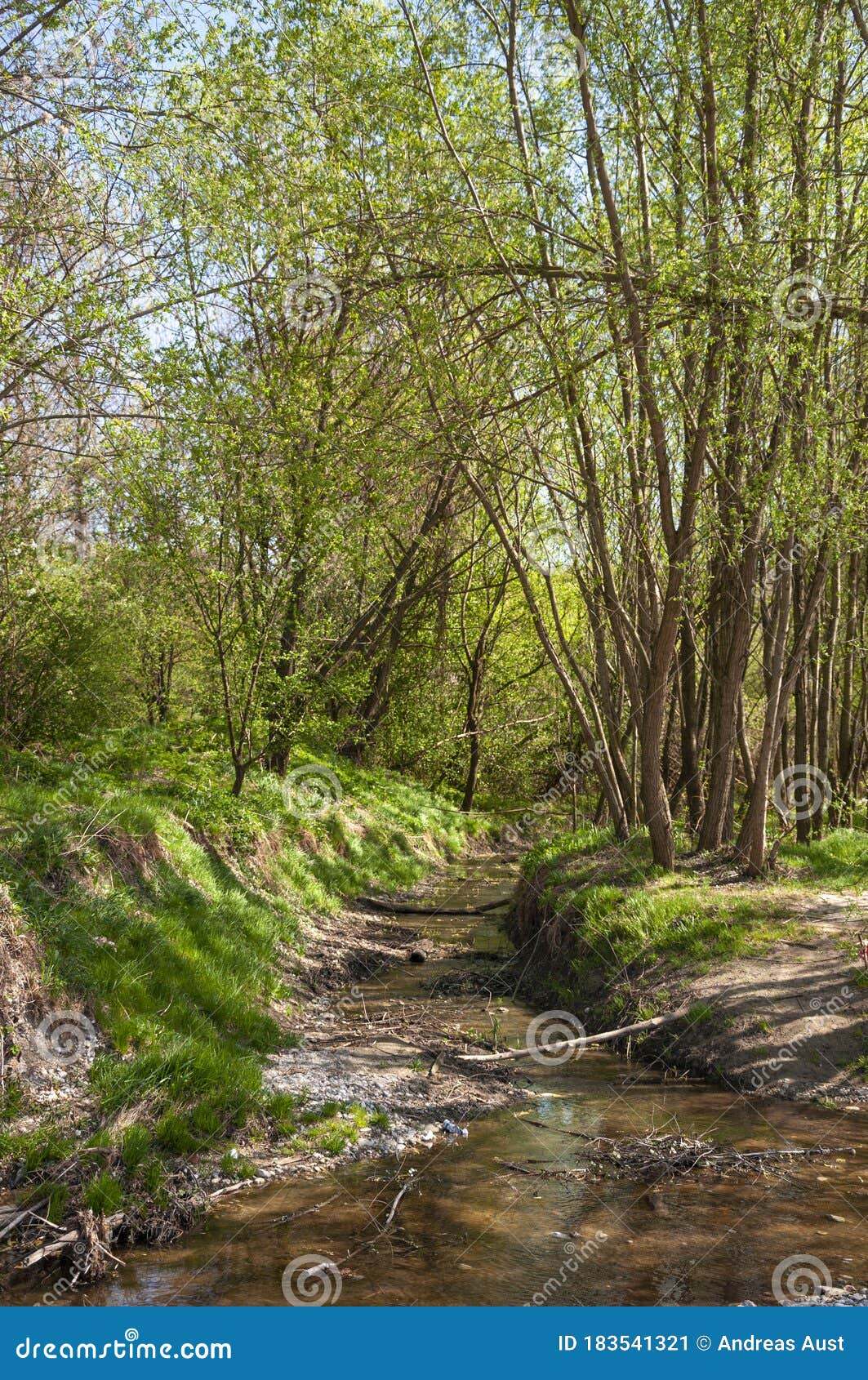 Tiny River Flows through a Swamp Stock Image - Image of leafs, outside ...