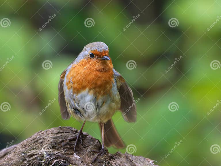 Tiny Robin with a Dark Face Perched on a Tree Branch Stock Photo ...