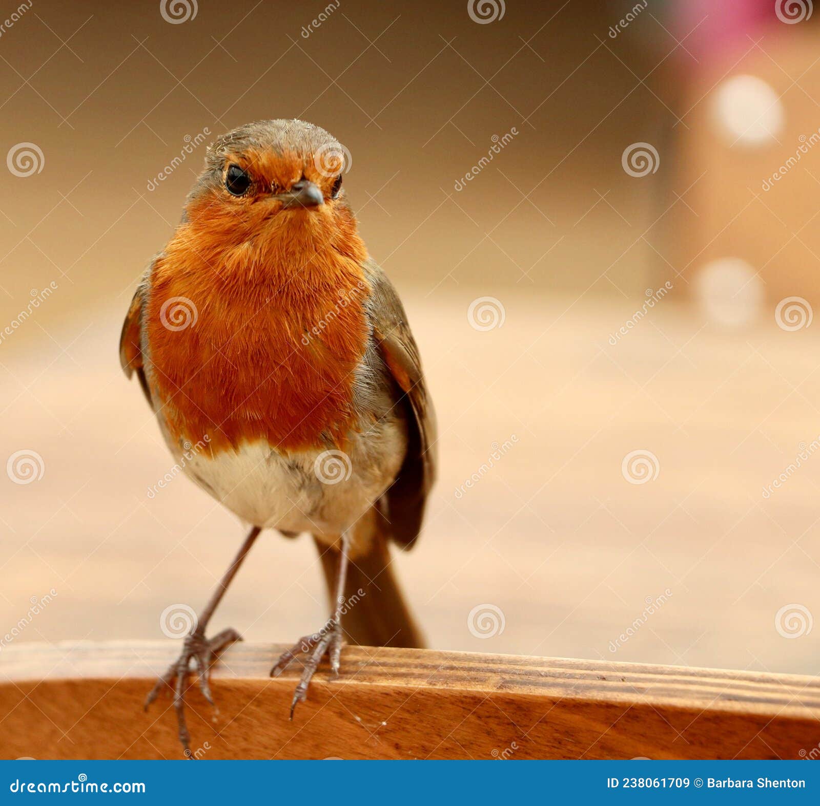 Tiny Robin Looking into the Camera Lens Stock Image - Image of chair ...
