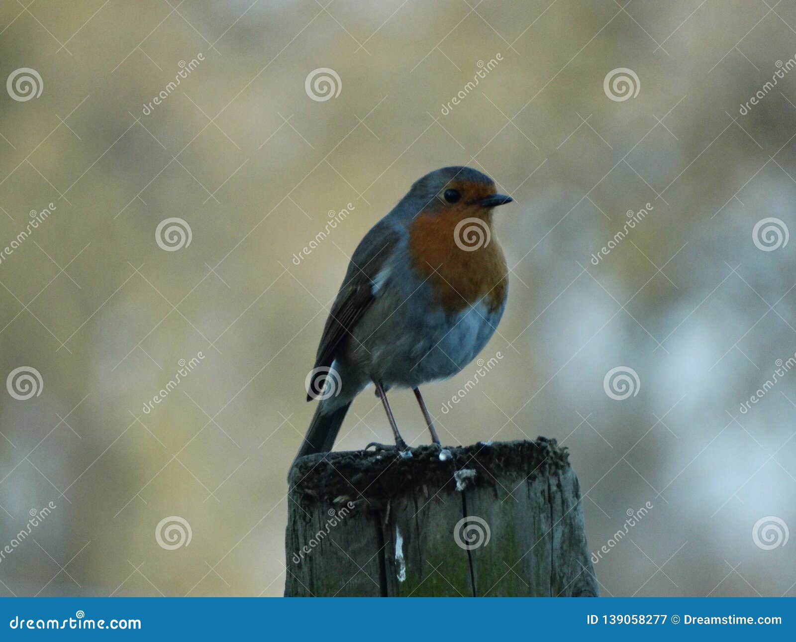A Small Robin Braving the Winter Stock Image - Image of winter, tiny ...