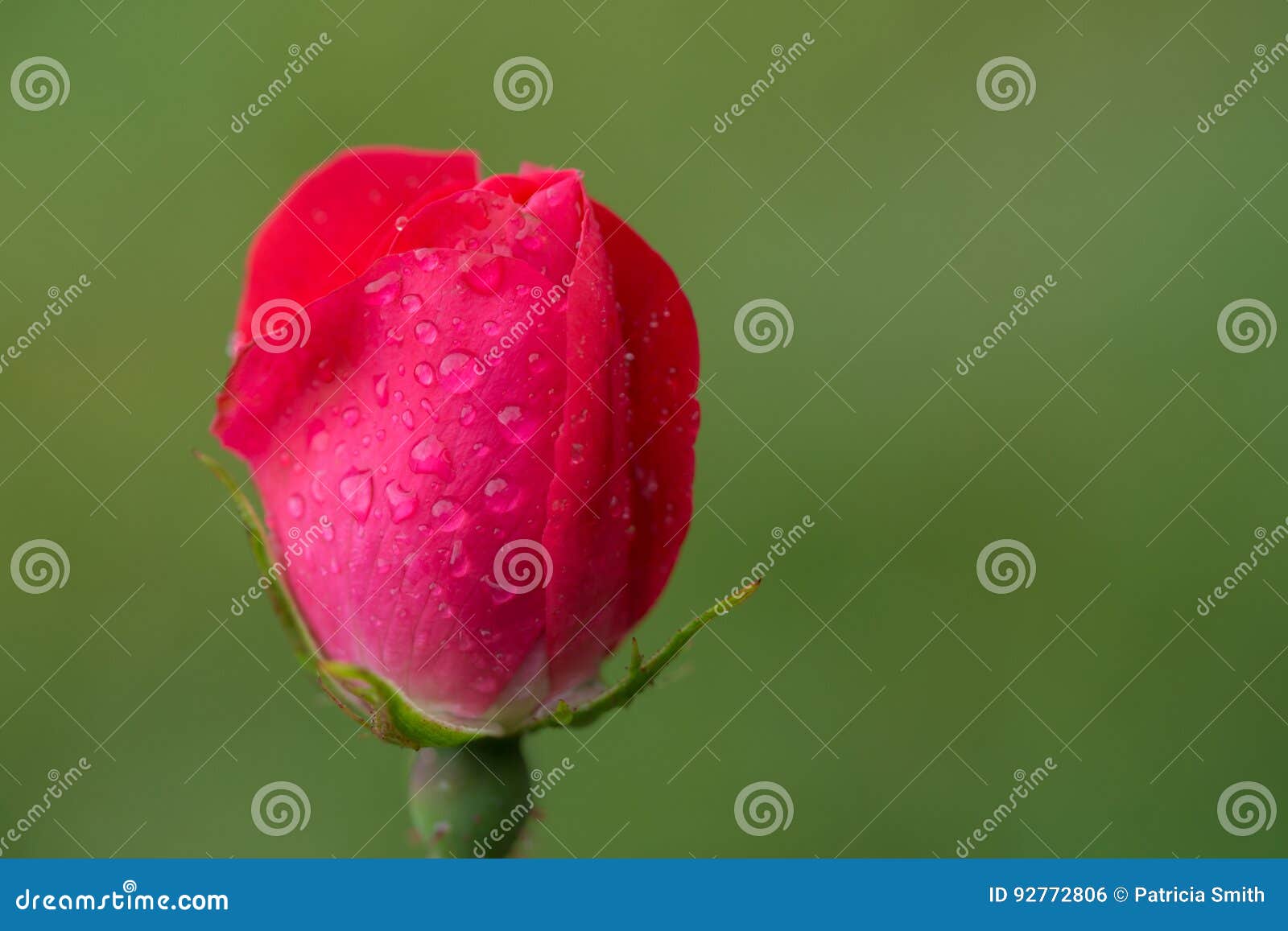 Tiny rosebud stock photo. Image of flora, raindrops, beautiful - 92772806