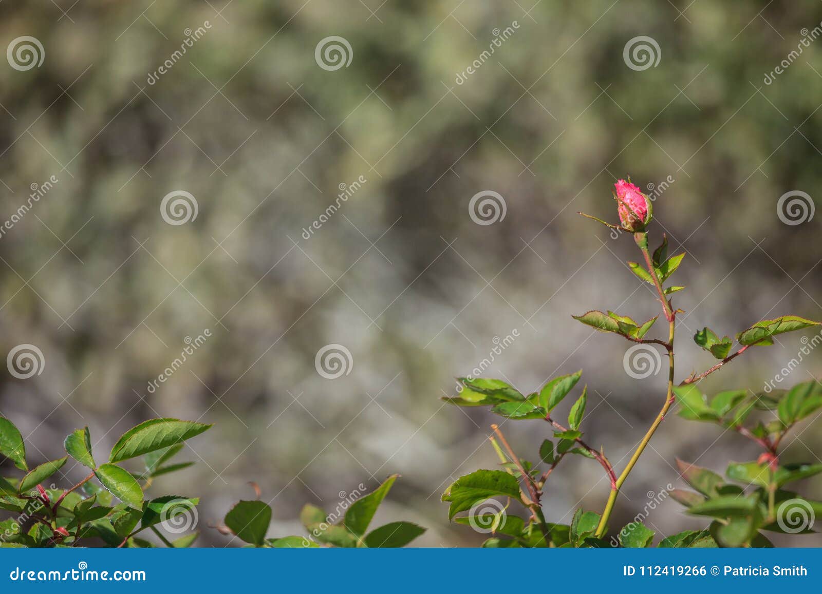 Pink Rosebud Border Stock Photos - Download 116 Royalty Free Photos