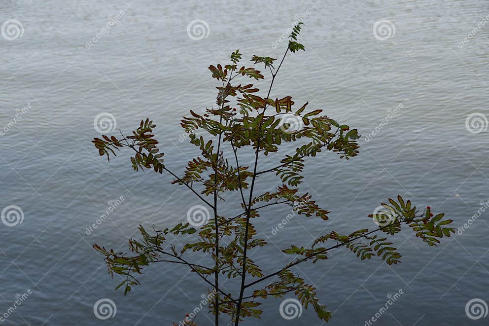 A Tiny Rowan at the Seaside Stock Image - Image of blue, nature: 334276189