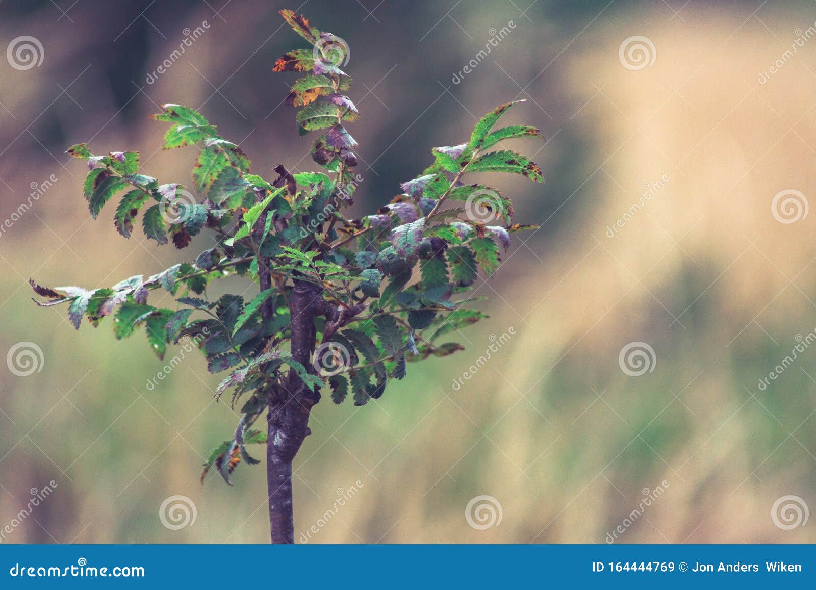 Messy Leaf Royalty-Free Stock Image | CartoonDealer.com #135596860