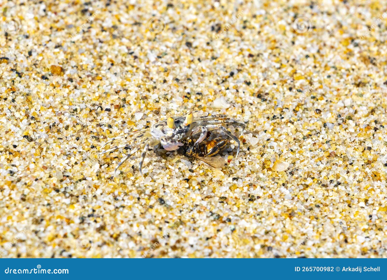 Tiny Sand Crab Beach Crab Drags Eats Fly Bee Insect Stock Photo - Image ...